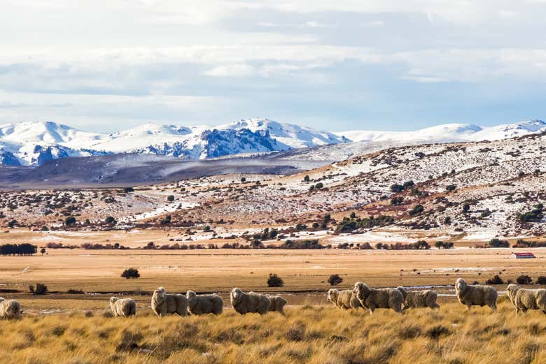 Tour por la estepa patagónica desde Neuquén con visita al Zoológico Bubalcó