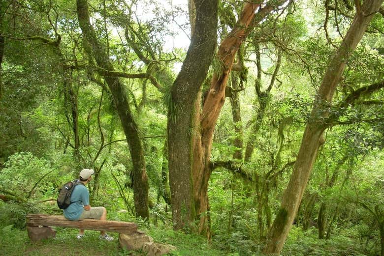 Hiking in San Lorenzo - Book Online at Civitatis.com