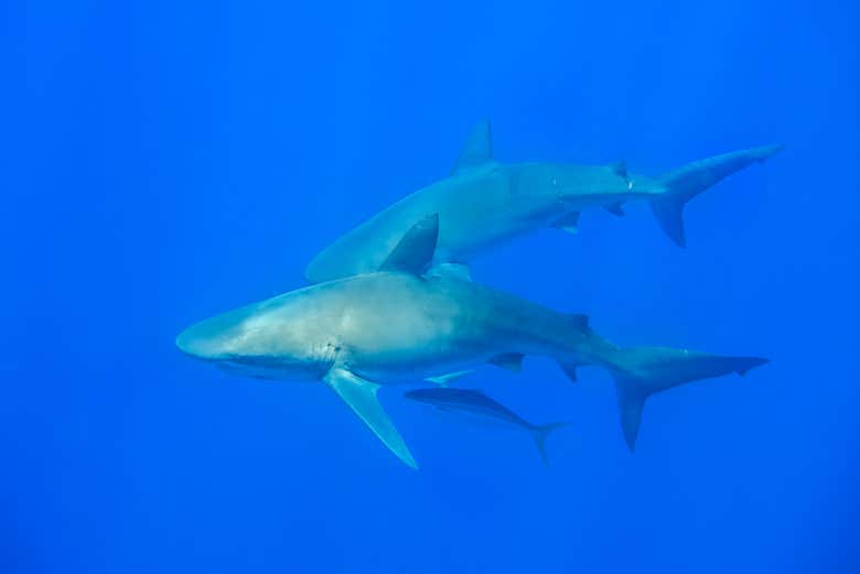 Snorkeling with Galapagos Sharks on Lord Howe Island