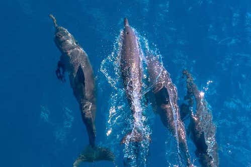 Great Barrier Reef Snorkeling Experience from Port Douglas