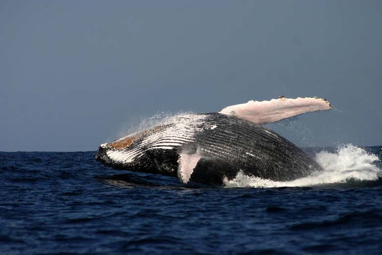 Avistamiento de ballenas en Sídney - Reserva en Civitatis.com