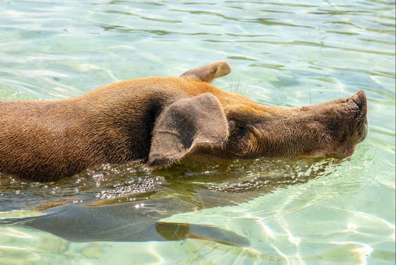 Day Trip to Rose Island from Nassau + Swimming With Pigs, Lunch, and ...