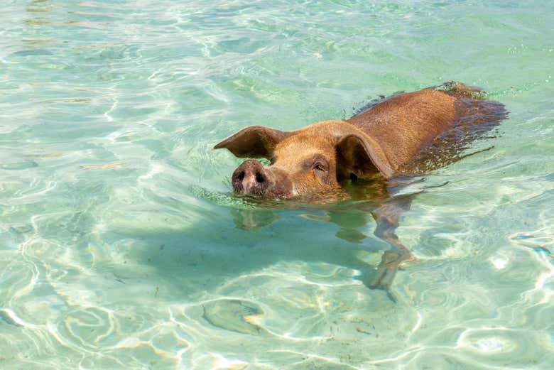 Excursión a Rose Island con avistamiento de cerdos desde Nasáu