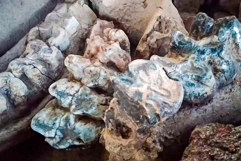 Museo Paleontológico y Arqueológico de Tarija + Valle de los Gigantes