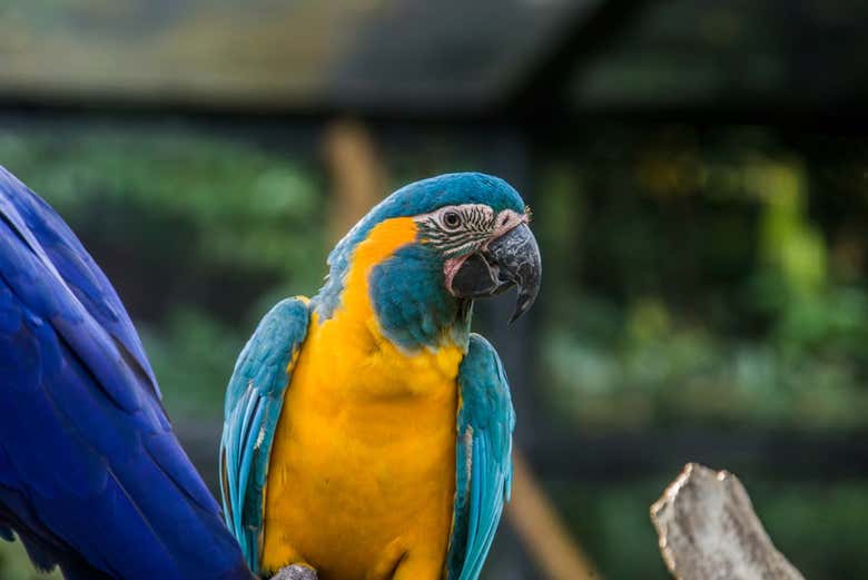 Avistamiento de aves en Gran Mojos desde Trinidad - Civitatis.com