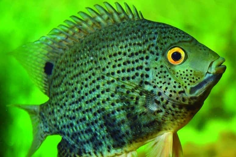 Fish Fauna Museum Tour in Beni, Trinidad