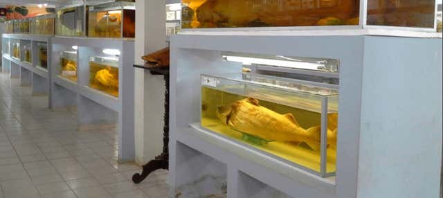 Kenneth Lee Museum Tour in Trinidad - Book Online at Civitatis.com