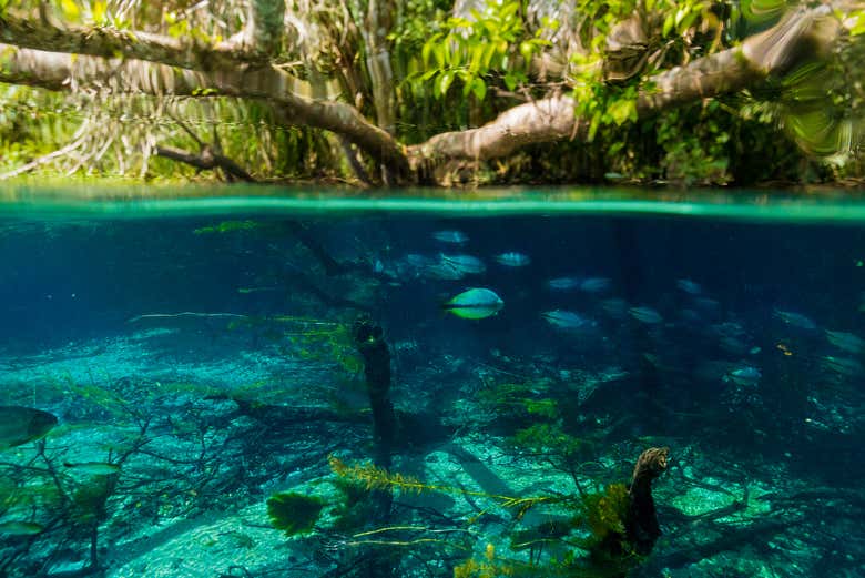 Mergulho de flutuação no rio Sucuri saindo de Bonito