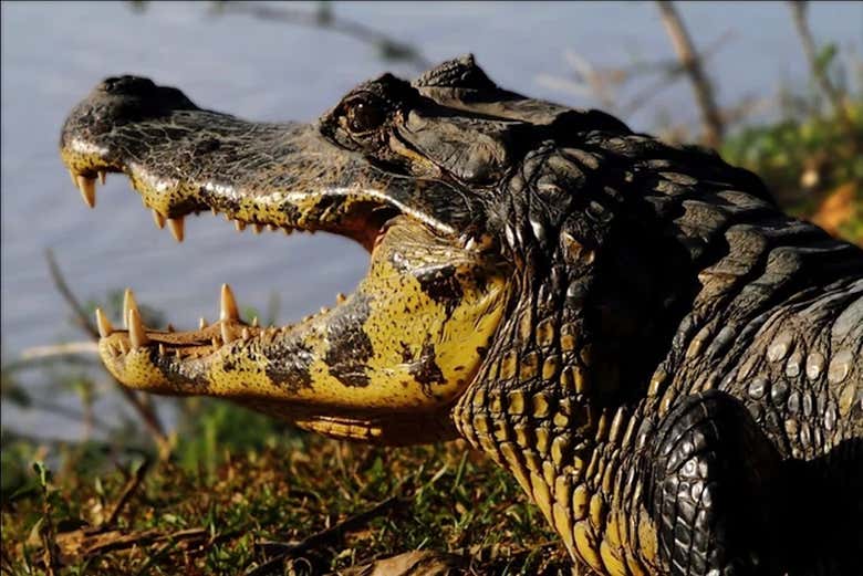 Safári pelo Pantanal saindo de Cuiabá - Reserve em Civitatis.com