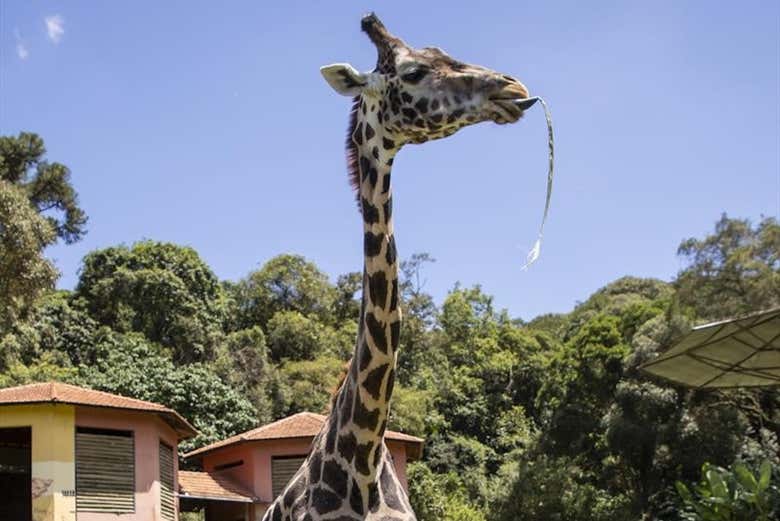 Tour pelo zoológico de Curitiba + Passeio a cavalo