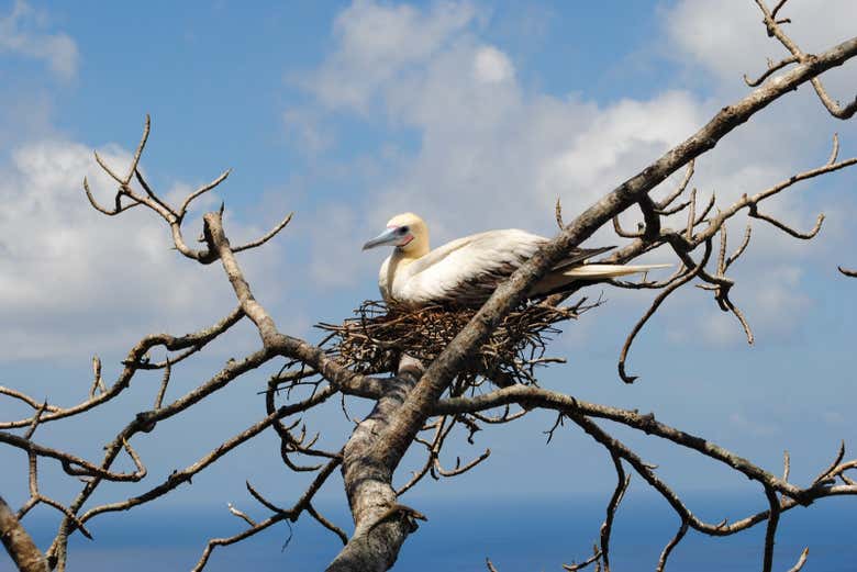 Capim Açu + Leão Beach Hiking Tour from Fernando de Noronha