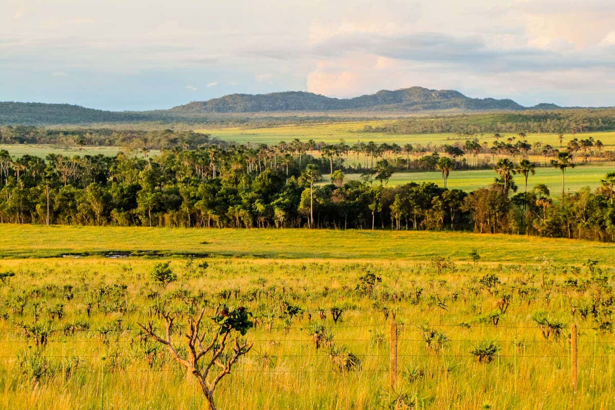 Ilha do Bananal e Parque do Cantão em 3 dias saindo de Palmas