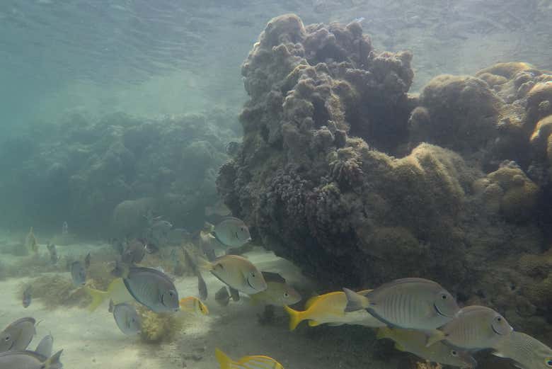 Excursão ao parque Marinho do Recife de Fora saindo de Porto Seguro