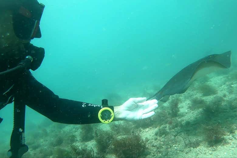 Bautismo de buceo en Ubatuba, Ubatuba