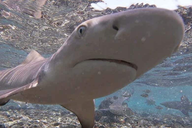 Baño con tiburones limón en la isla de Sal desde Santa María