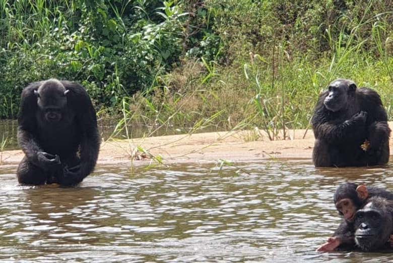 Day Tip to the Pongo-Songo Reserve from Duala - Civitatis.com