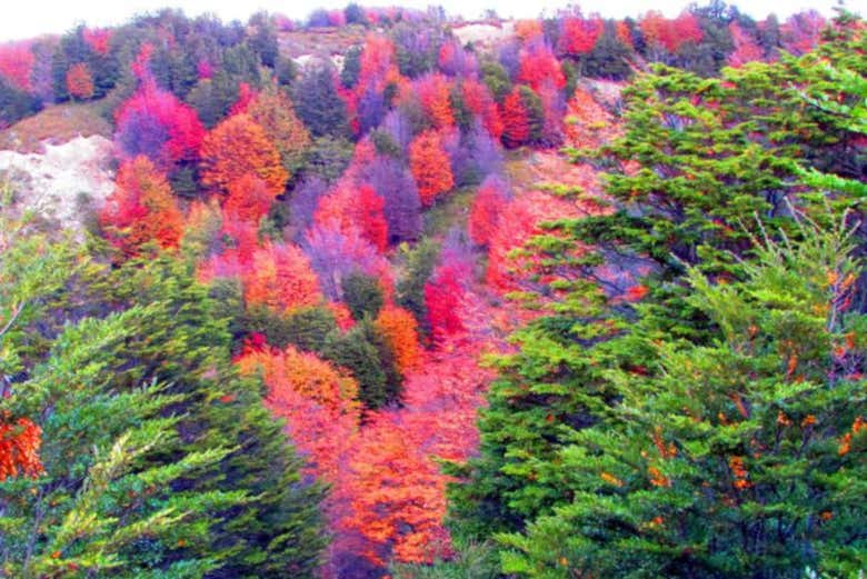 Magallanes National Reserve Tour from Punta Arenas - Civitatis.com