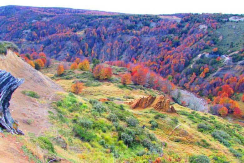 Magallanes National Reserve Tour from Punta Arenas - Civitatis.com