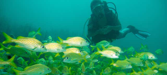 Scuba Diving in Baru, Barú