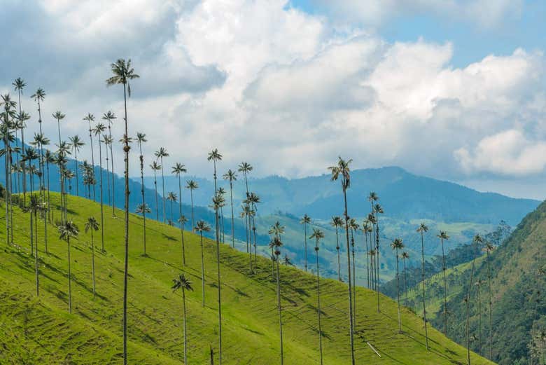 Excursión al valle de Cocora desde Filandia + Paseo a caballo