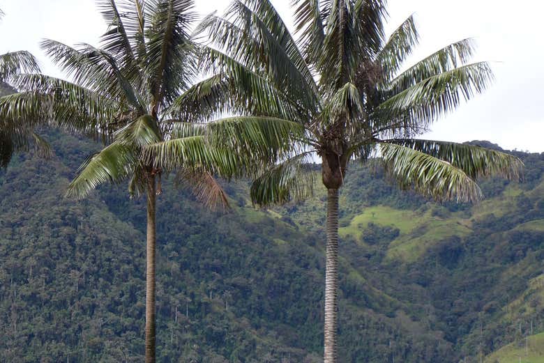 Excursión al santuario de palmas de cera de Toche desde Ibagué