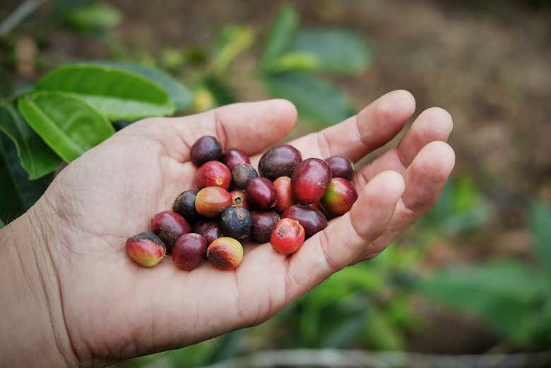 Tour del café por Jardín - Reserva online en Civitatis.com