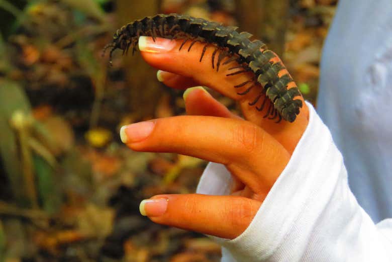 Senderismo por la selva amazónica de Leticia - Civitatis.com