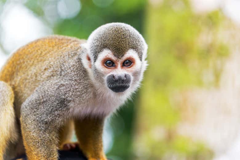 Tour de 3 días por la selva amazónica desde Leticia