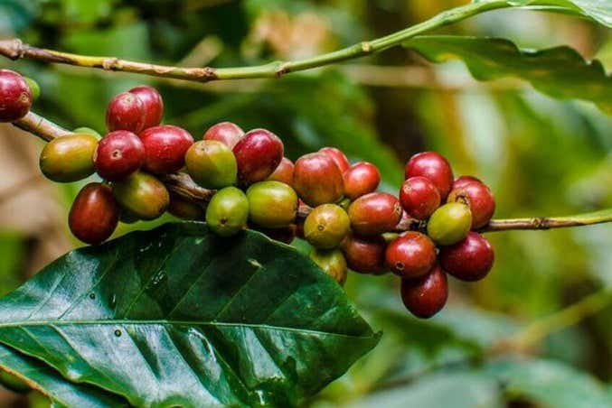 Tour del café por Medellín - Reserva online en Civitatis.com