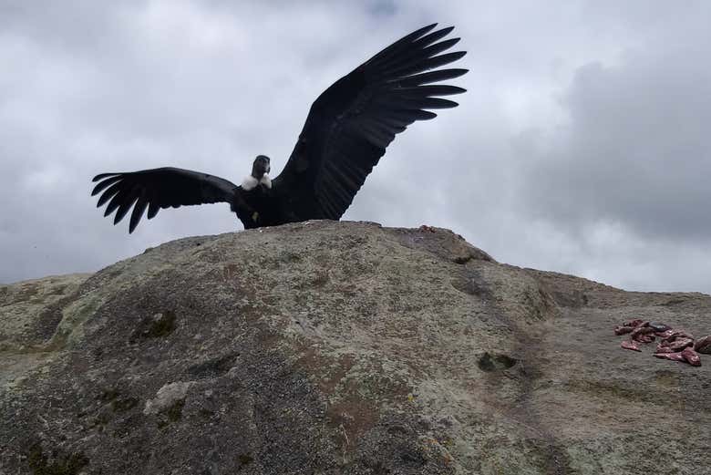 Condor Watching in Puracé + San Juan Hot Springs Tour from Popayán