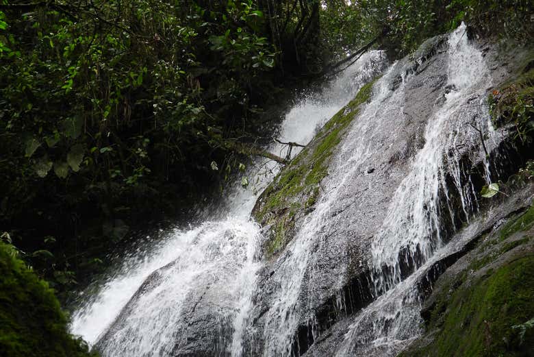 Avistamiento de aves en la reserva natural Santa Rita desde Salento