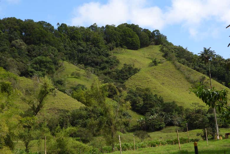 Birdwatching in Santa Rita Natural Reserve from Salento