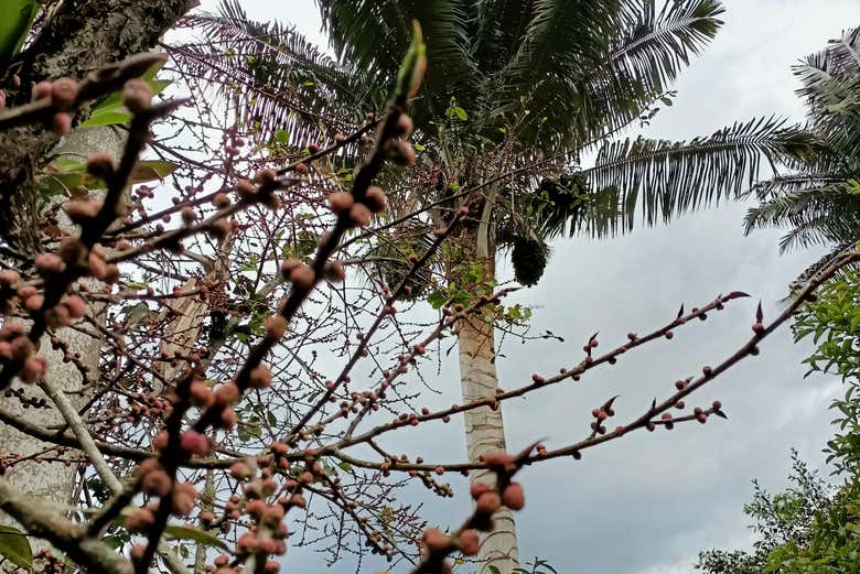 Visita guiada por el Centro Ecocultural de Palma de Cera, Salento