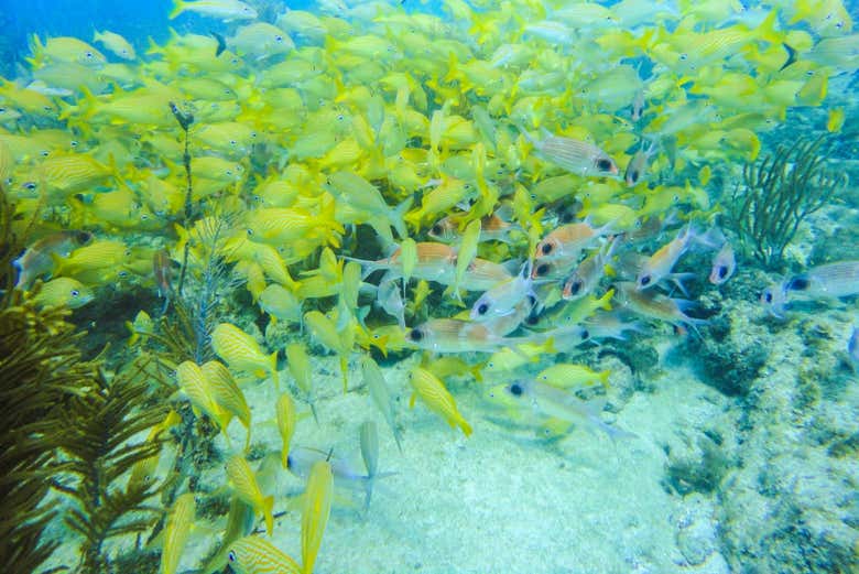 Snuba en la isla de San Andrés, Colombia - Civitatis.com
