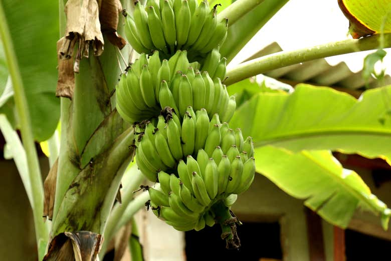 Zona Bananera Day Trip from Santa Marta - Book at Civitatis.com