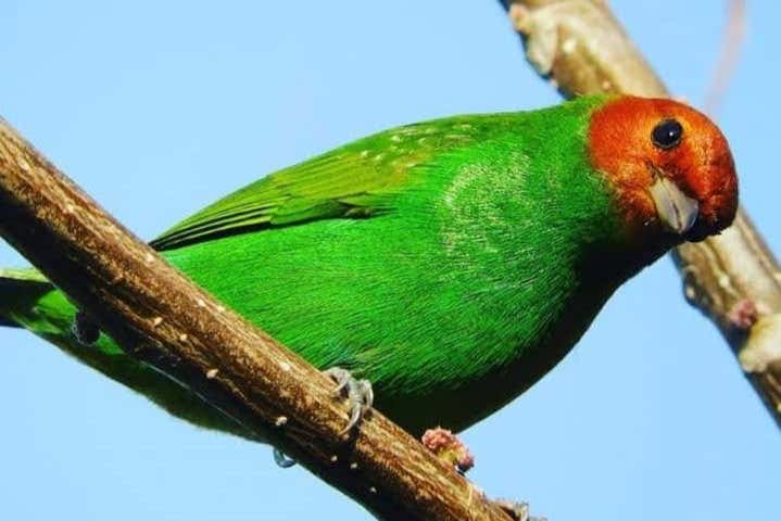 Minca Bird Watching Tour, Santa Marta