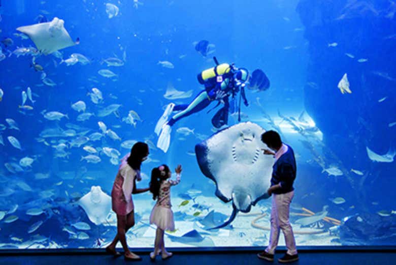 Aqua Planet Jeju - Book Online at Civitatis.com