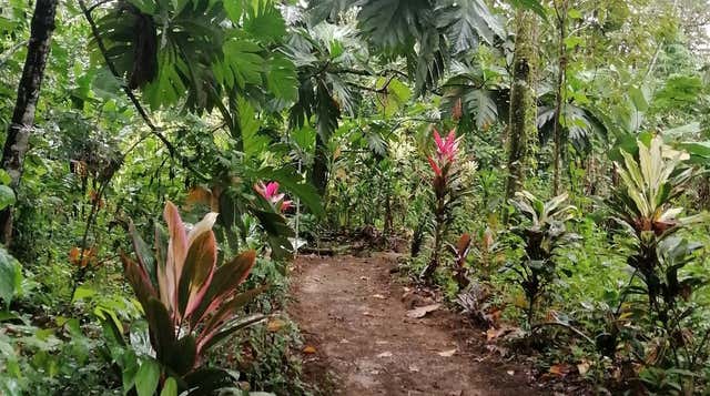 Activities, Guided Tours and Day Trips in Guácimo - Civitatis.com