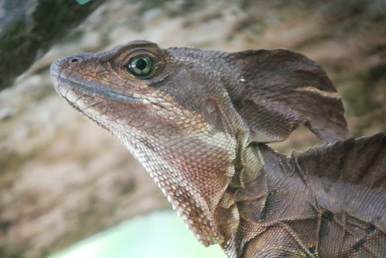 Excursión a la catarata Nauyaca desde Manuel Antonio
