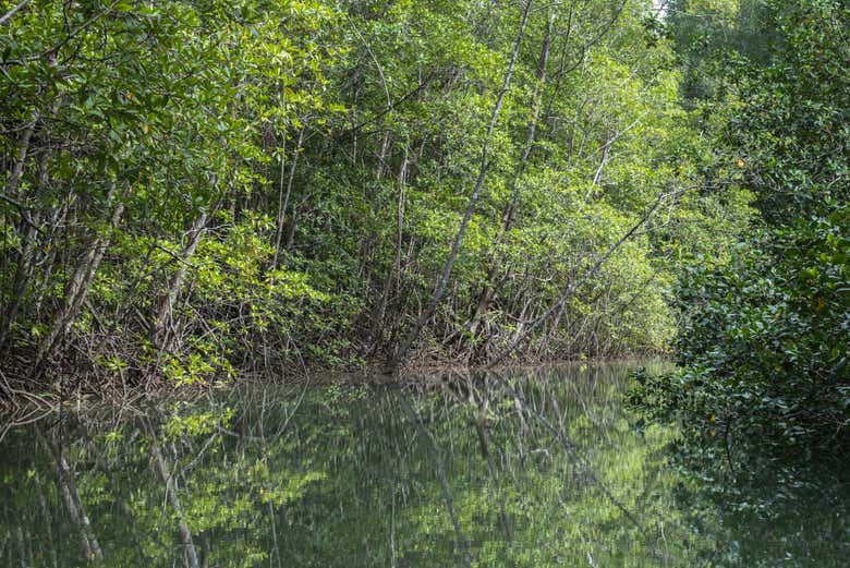 Tour por los manglares del Parque Nacional Manuel Antonio
