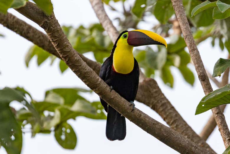 Observation de crocodiles sur le Río Tárcoles depuis San José