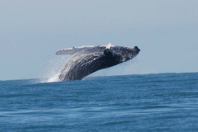 Whale Watching in Marino Ballena National Park from Uvita