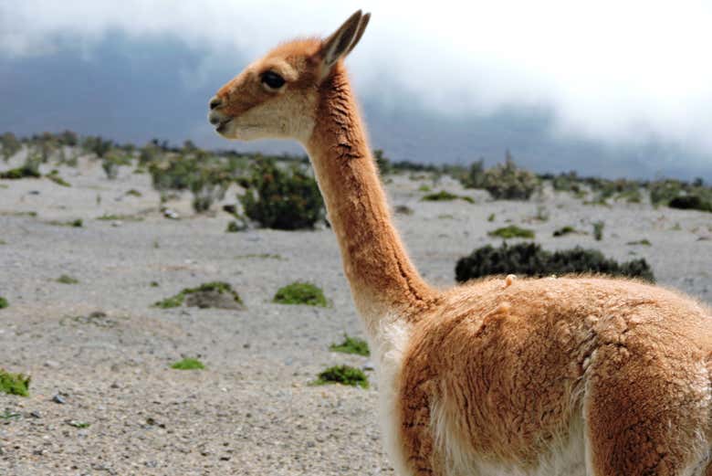 Trekking de 2 días por el volcán Chimborazo desde Baños de Agua Santa