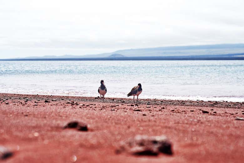 Crucero de 8 días por las islas Galápagos desde Isla de San Cristóbal