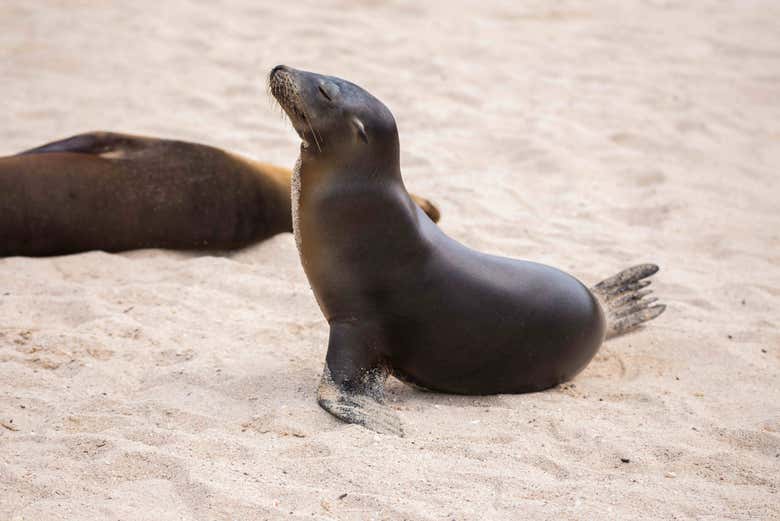 Trip to the Gianni Arismendy Interpretation Center & Punta Carola Beach ...