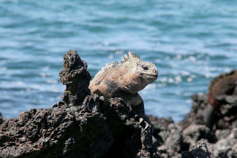 Tour en kayak por Isla Isabela - Reserva online en Civitatis.com