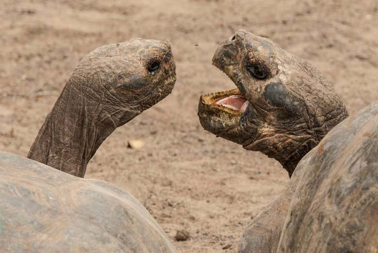 Visita a un centro de crianza de tortugas en Isla Isabela