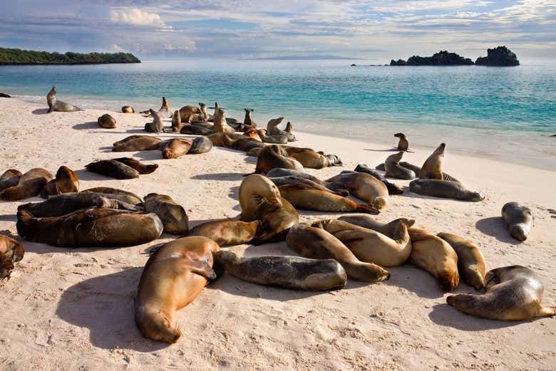 Crucero de 8 días por las islas Galápagos desde isla Baltra, Isla Santa ...