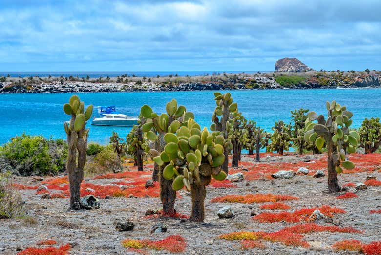 Excursión a la isla Plaza Sur desde Isla Santa Cruz