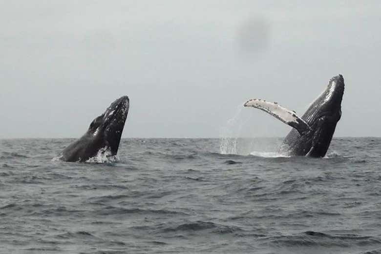 Plata Island Day Trip, Manta